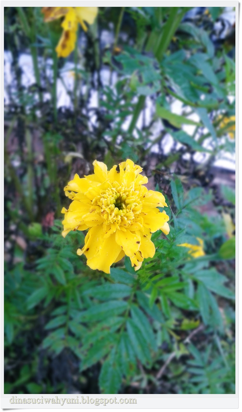 JENIS DAN NAMA - NAMA BUNGA (TANAMAN HIAS " BUNGA CANTIK") | JDSK