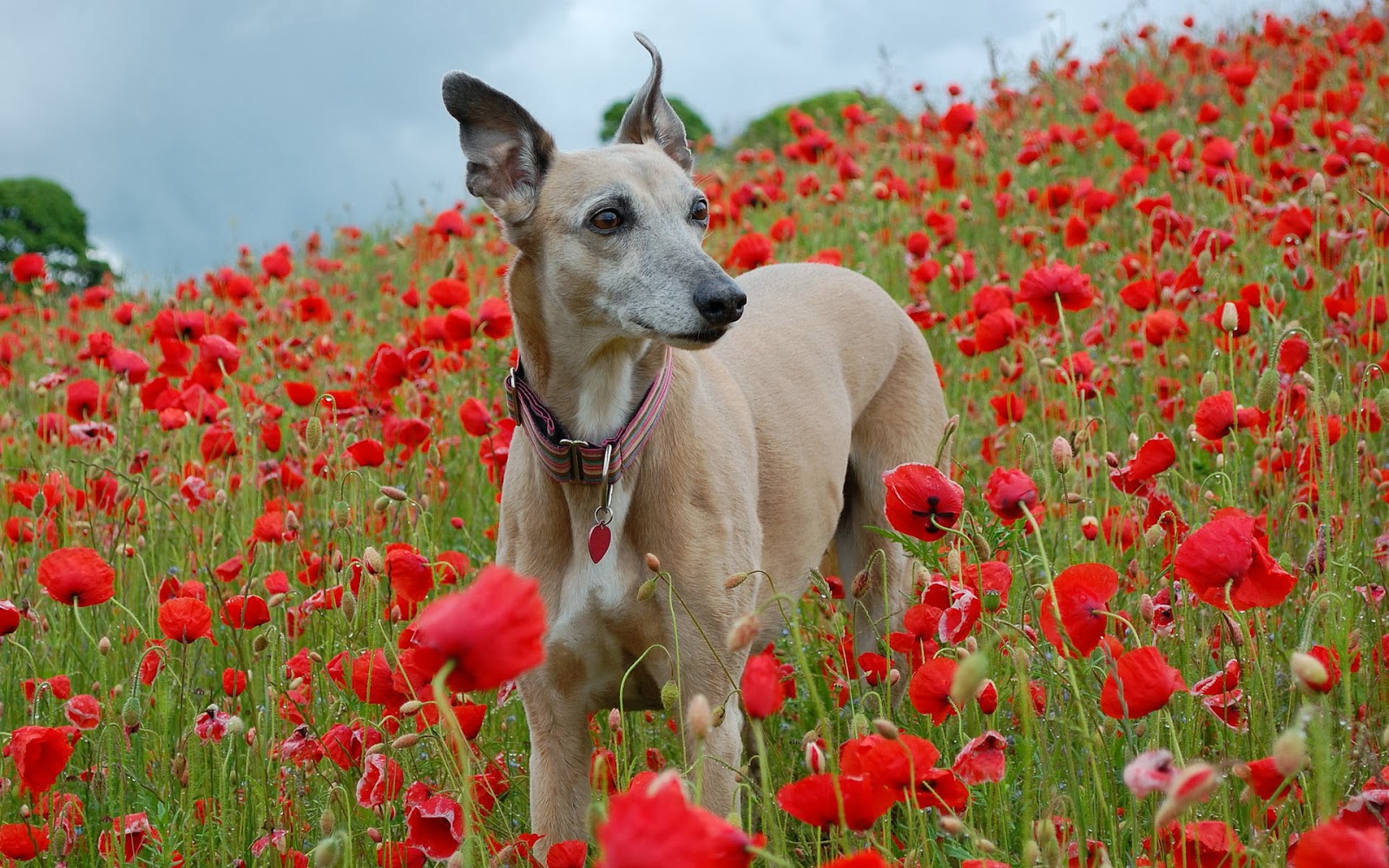 Honden wallpapers (honden foto's)