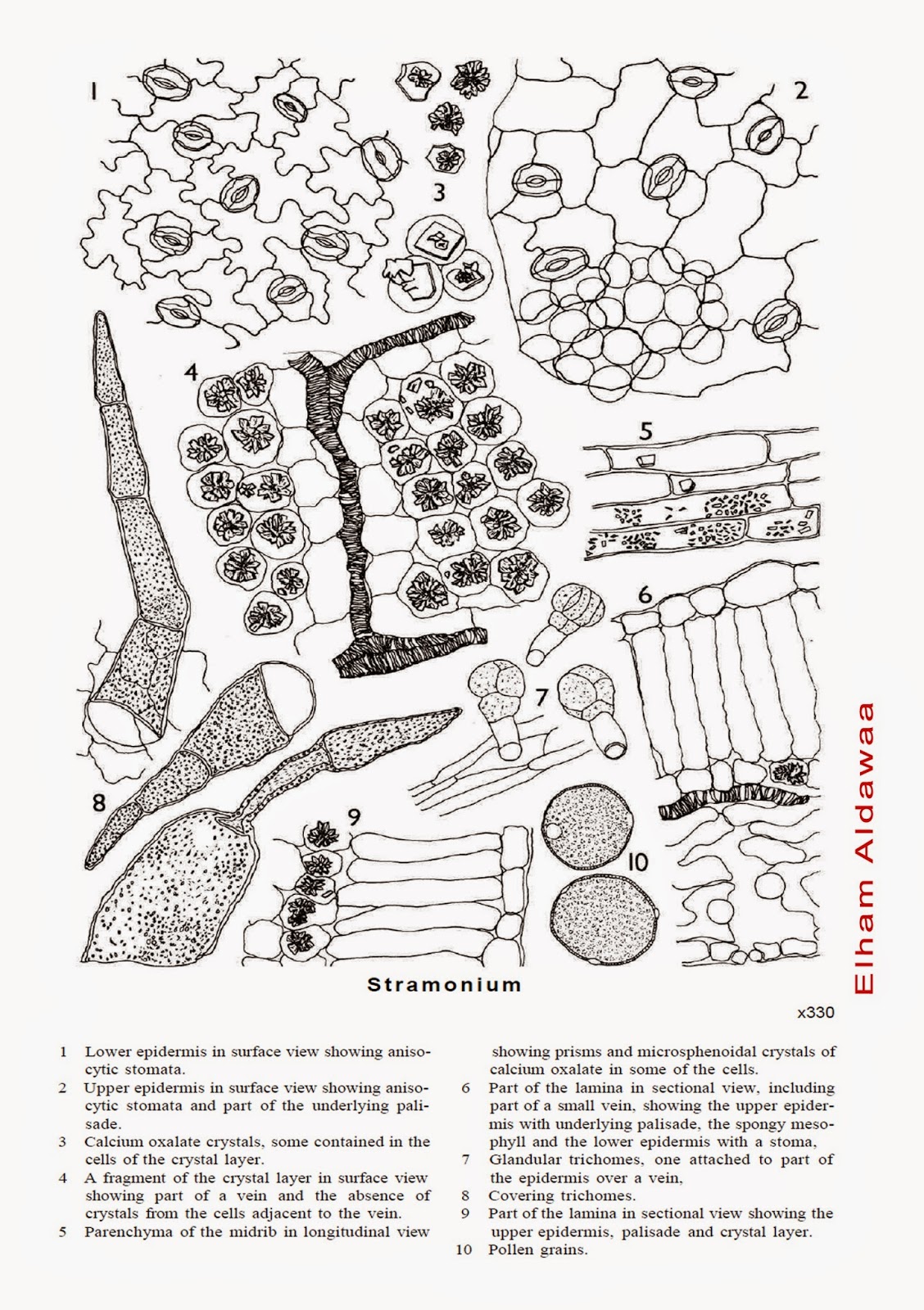 aldawaa: 3. Datura Leaf