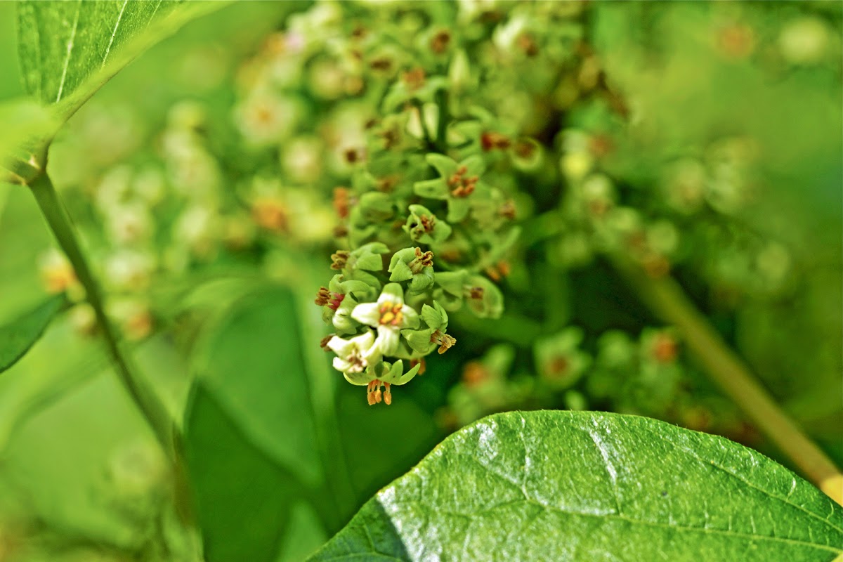 Nature's Wonders: Poison Ivy, Lord, Will Make You Itch!