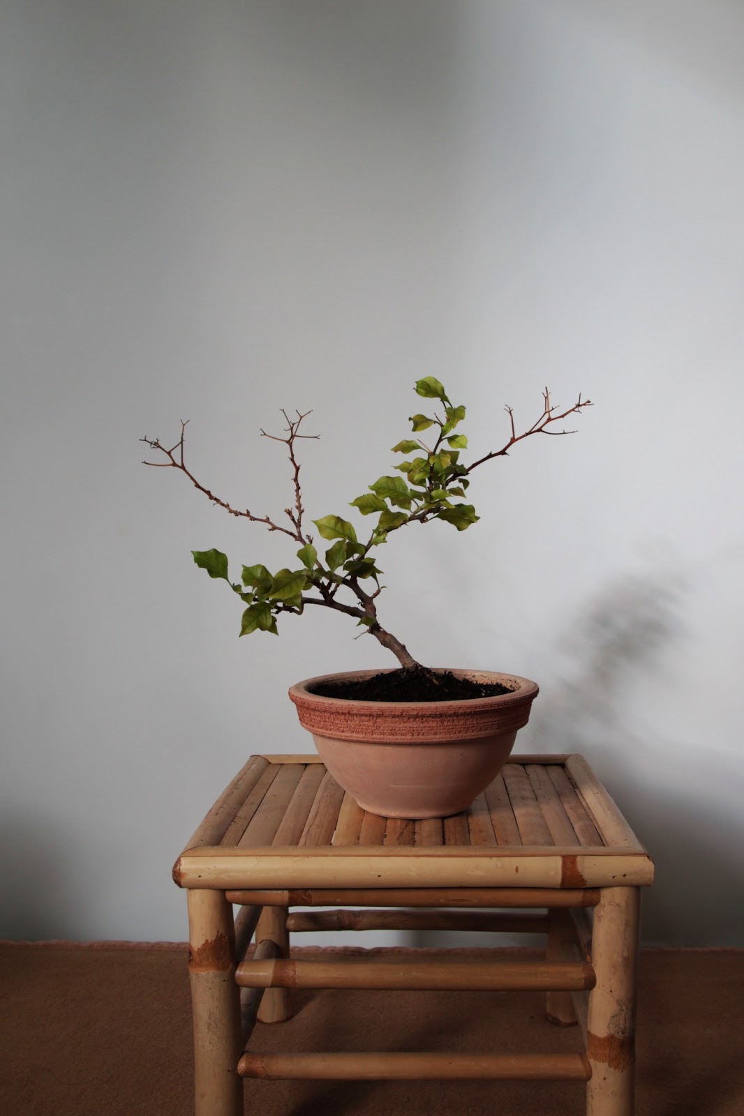 my gardening archive: dwarf bougainvillea 'vera deep purple'