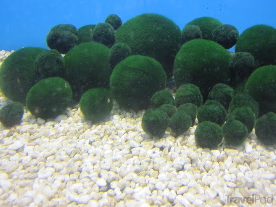 GiddyBloom: My New Obsession: Cute Japanese Moss Balls : Marimo!