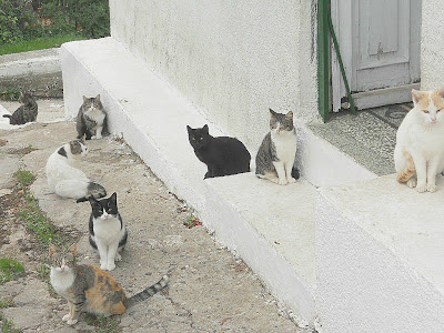 Seattle...Samos...Ambelos: Village Walk through- Lekka