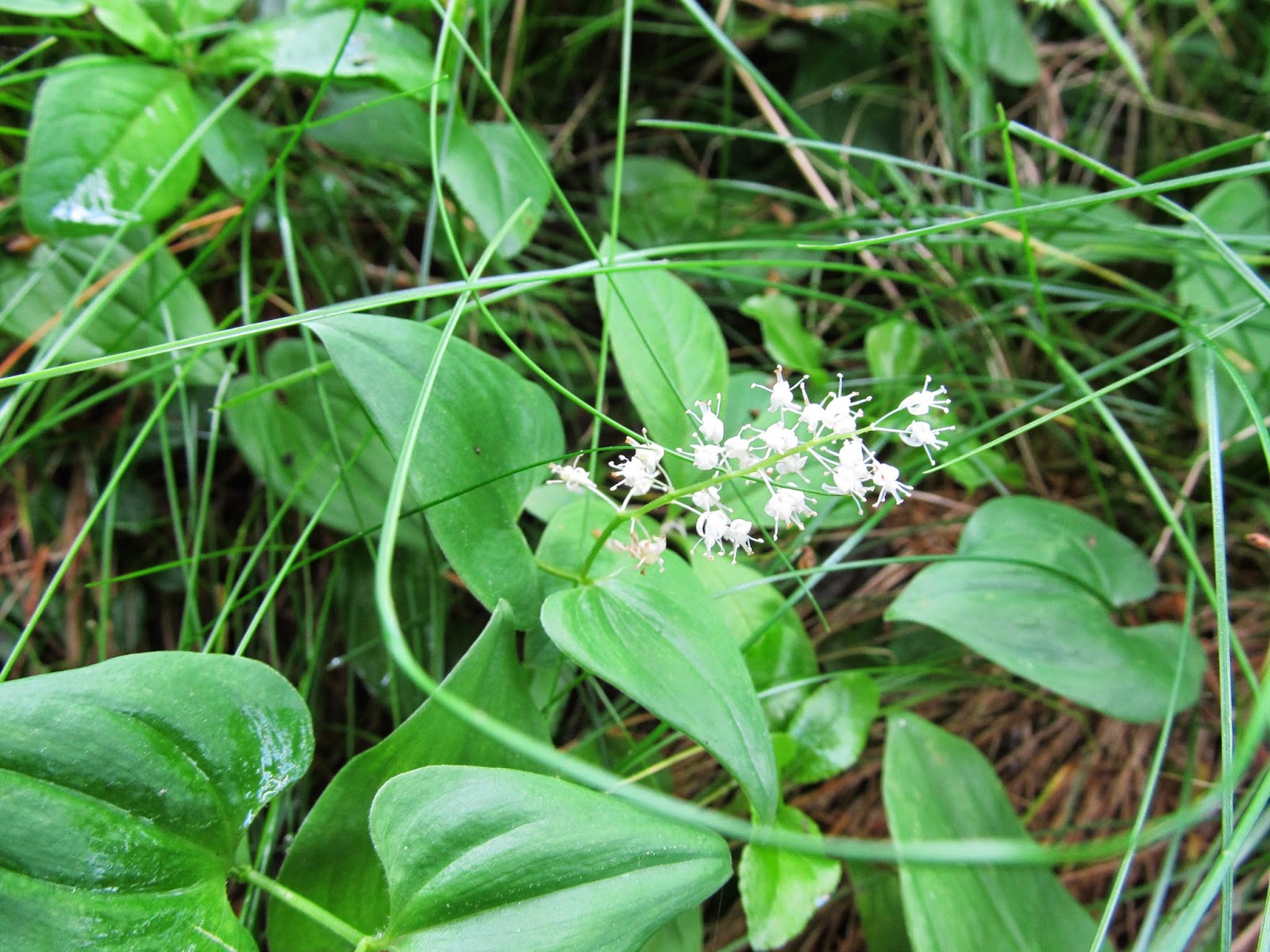 Sinin kasvio: Ruohot