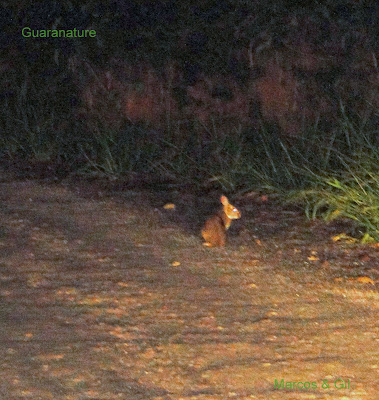 Guaranature: Tapiti na Serra do Itapeti (Sylvilagus brasiliensis)...