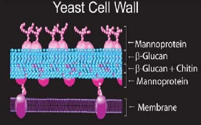 salam mahasiswa sukses !! :): Saccharomyces cerevisiae