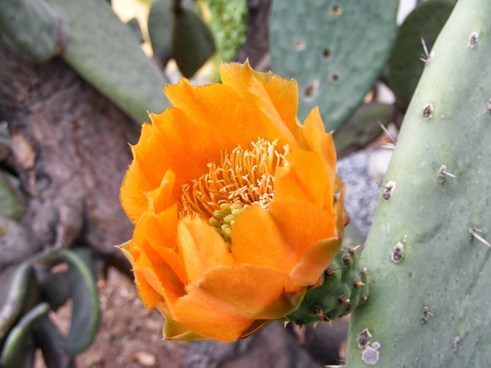 Beautiful Nopal with Flowers-HD Wallpapers - Top HD Wallpapers