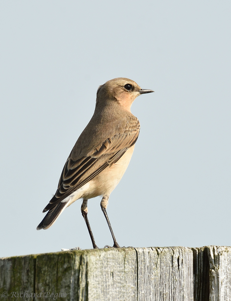 Richard Pegler's 'Other Birds' Gallery