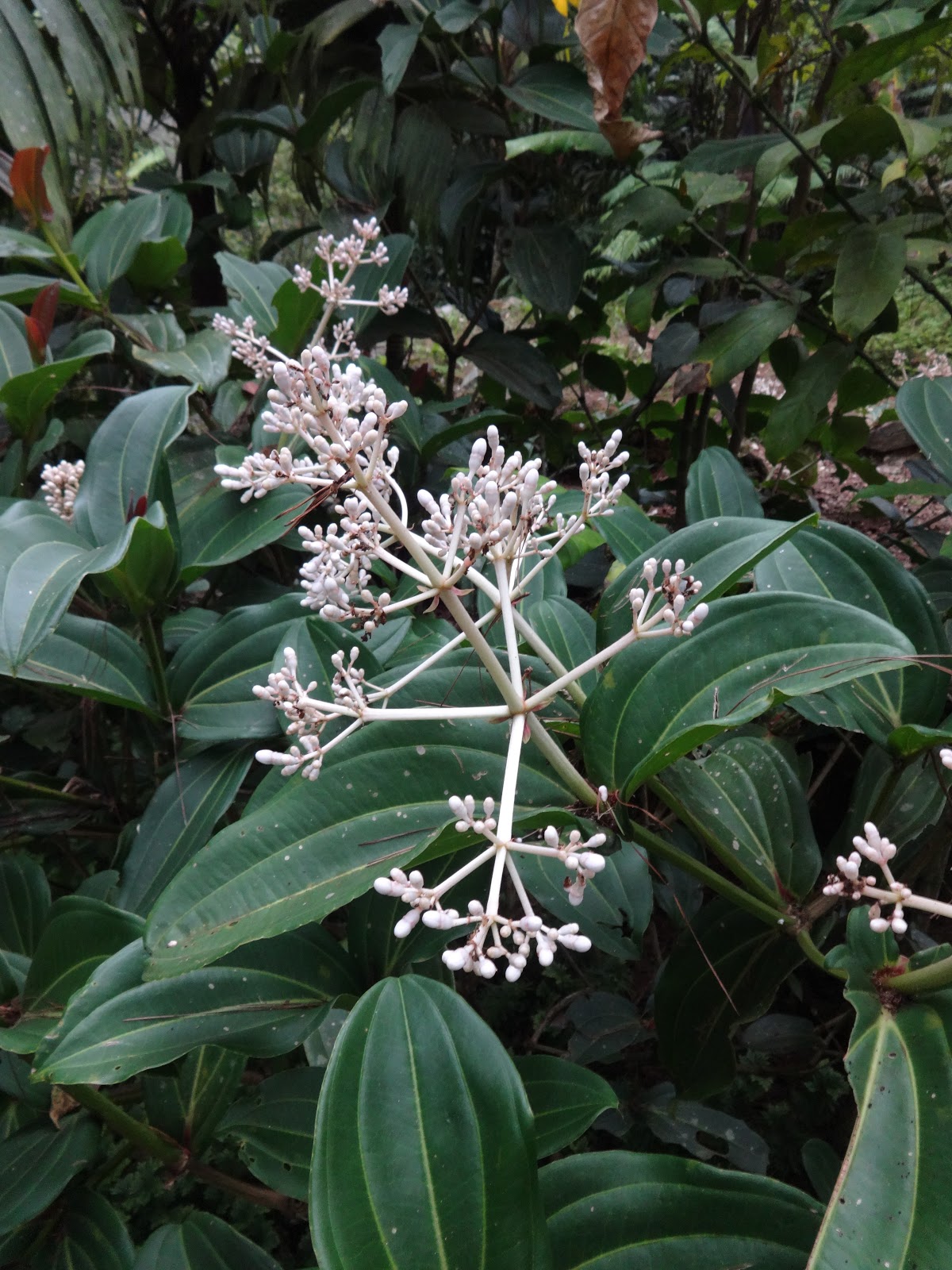 Herbs from Distant Lands: Medinilla magnifica, Medinilla pendula ...