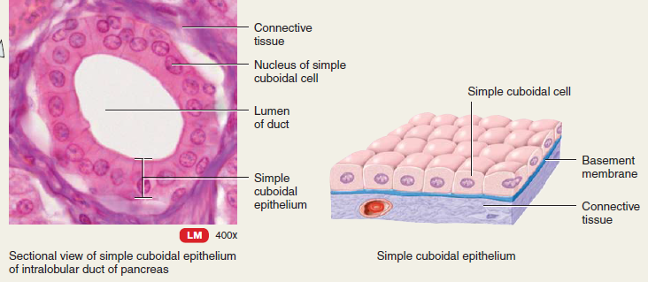 Simple Epithelial Tissue - Anatomy and Physiology