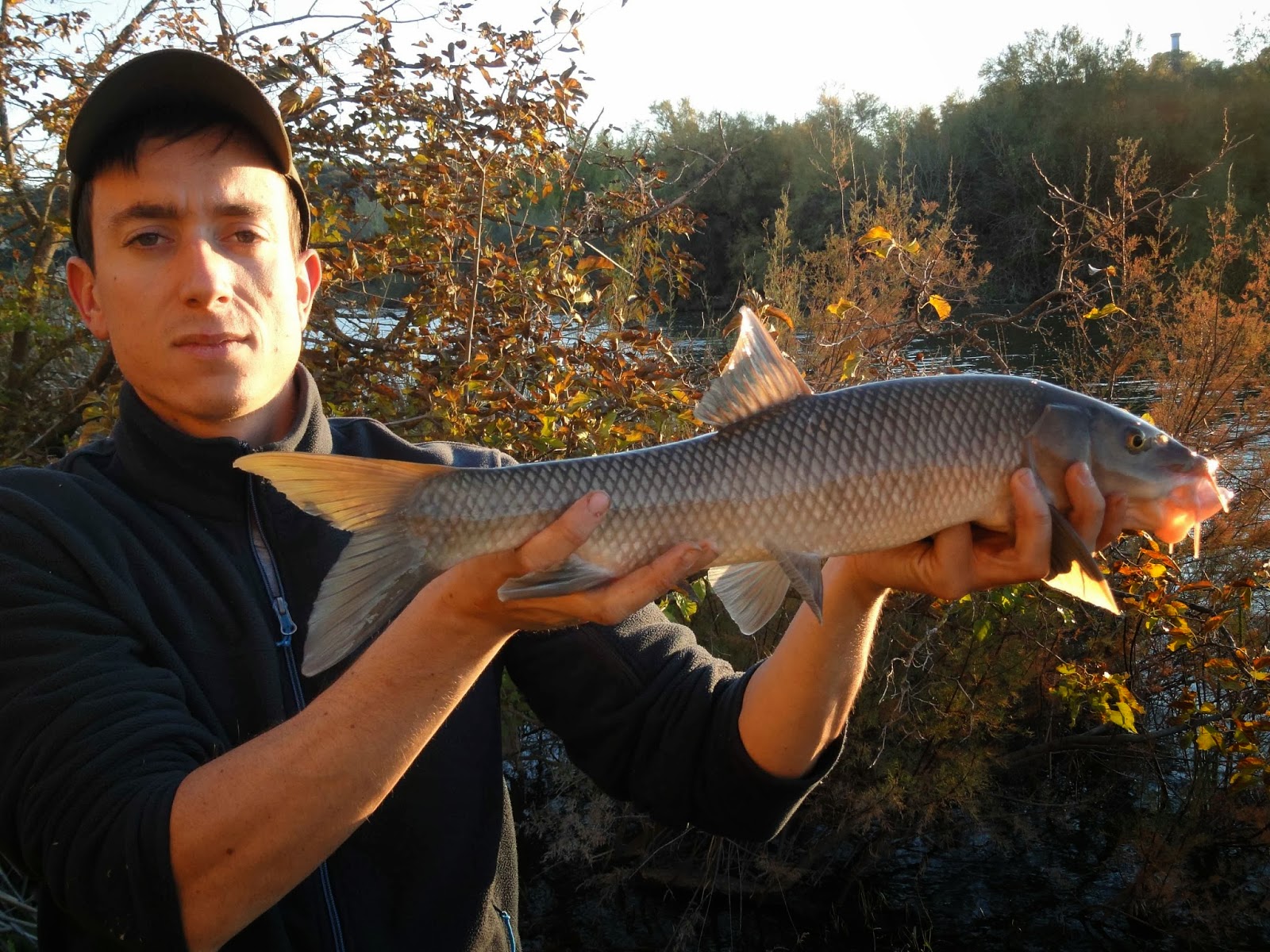 Pesca de barbos al feeder - Feeder barbel fishing - Todos los peces ...