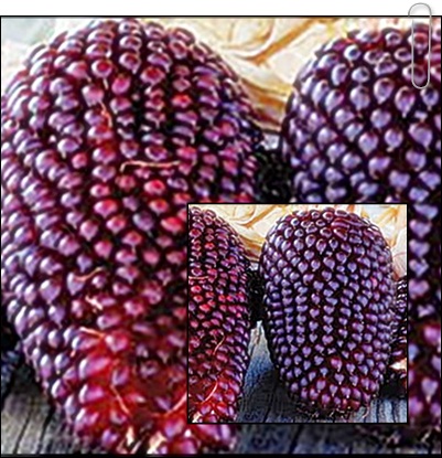 Jendela Dunia: Jenis - jenis Jagung di Indonesia