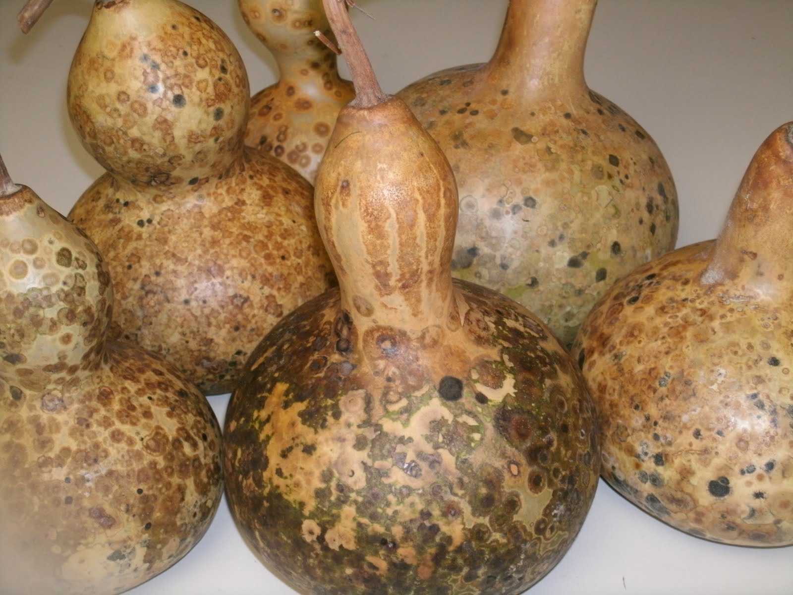 The Craftivist: Gourds