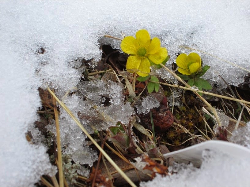 Plant Phenology: June 2014