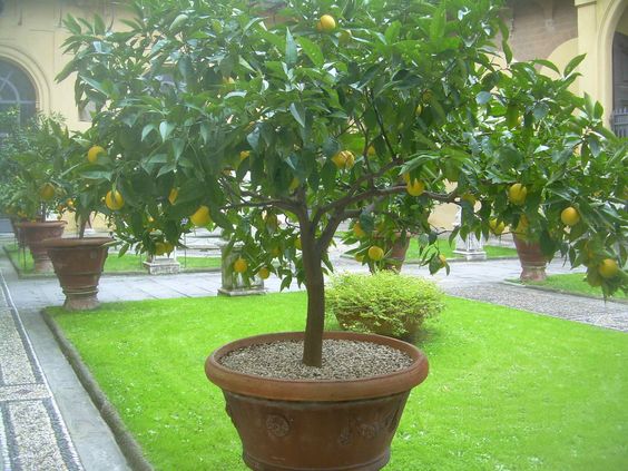 Eye For Design: The Old World Charm Of Potted Citrus Trees......Indoors ...