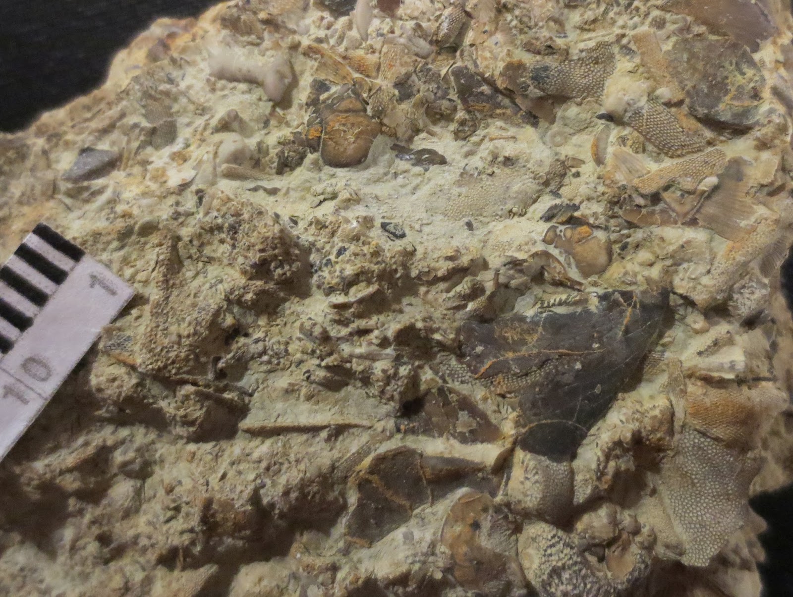 Equatorial Minnesota: Sunday morning Decorah fossils