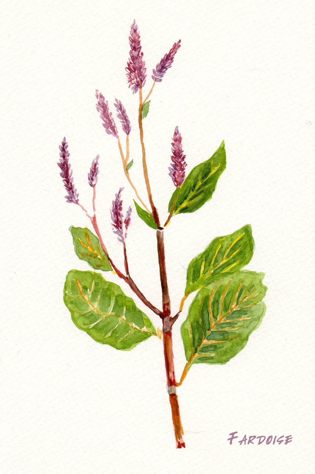 Les feuillets de Fardoise: La renouée des teinturiers - Polygonum ...