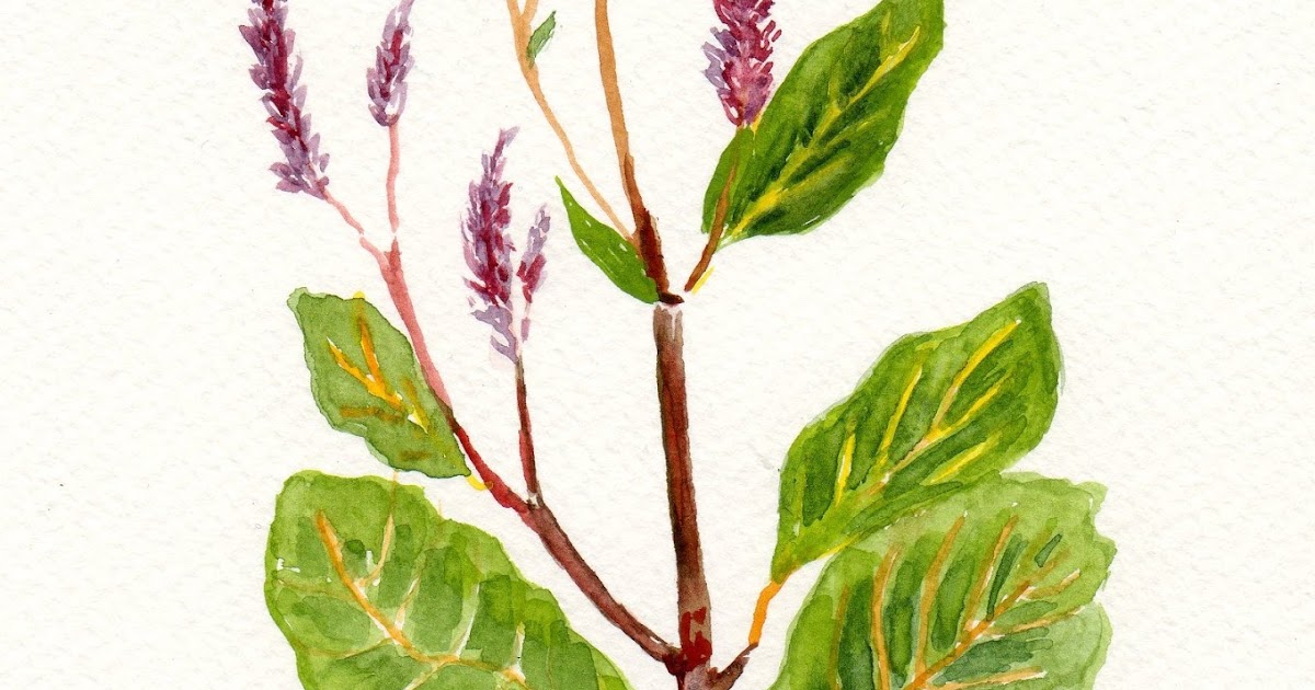 Les feuillets de Fardoise: La renouée des teinturiers - Polygonum ...