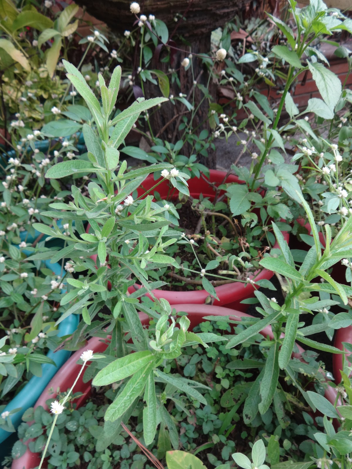 Herbs from Distant Lands: Laggera alata - Winged-Stem Laggera, Liu Leng ...