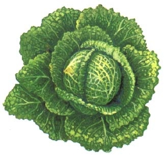 Farmacia Domnului: Varza