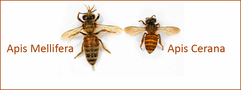 CORONA APICULTORES: APIS CERANA