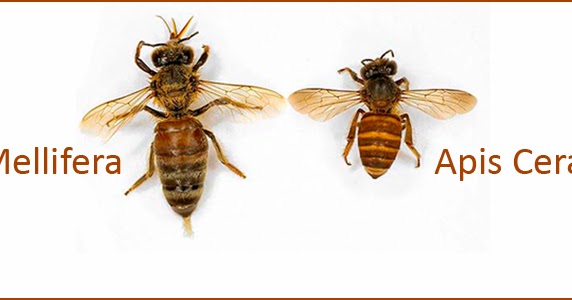 CORONA APICULTORES: APIS CERANA