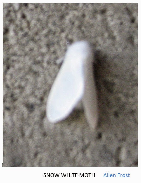 allen frost library: SNOW WHITE MOTH