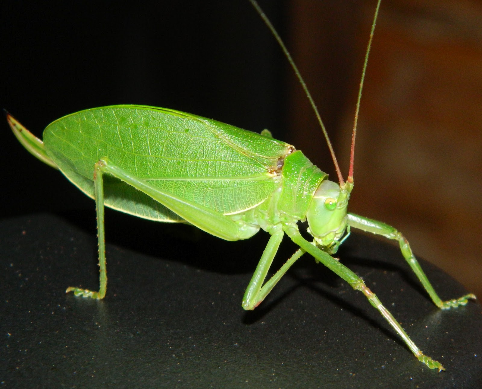 Lise's Log Cabin Life: Post Holes, My Hard Head & Green Insects