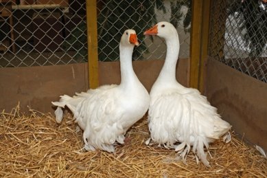 Breed Savers: Sebastopol Geese - The Goose With a Curly "Perm"
