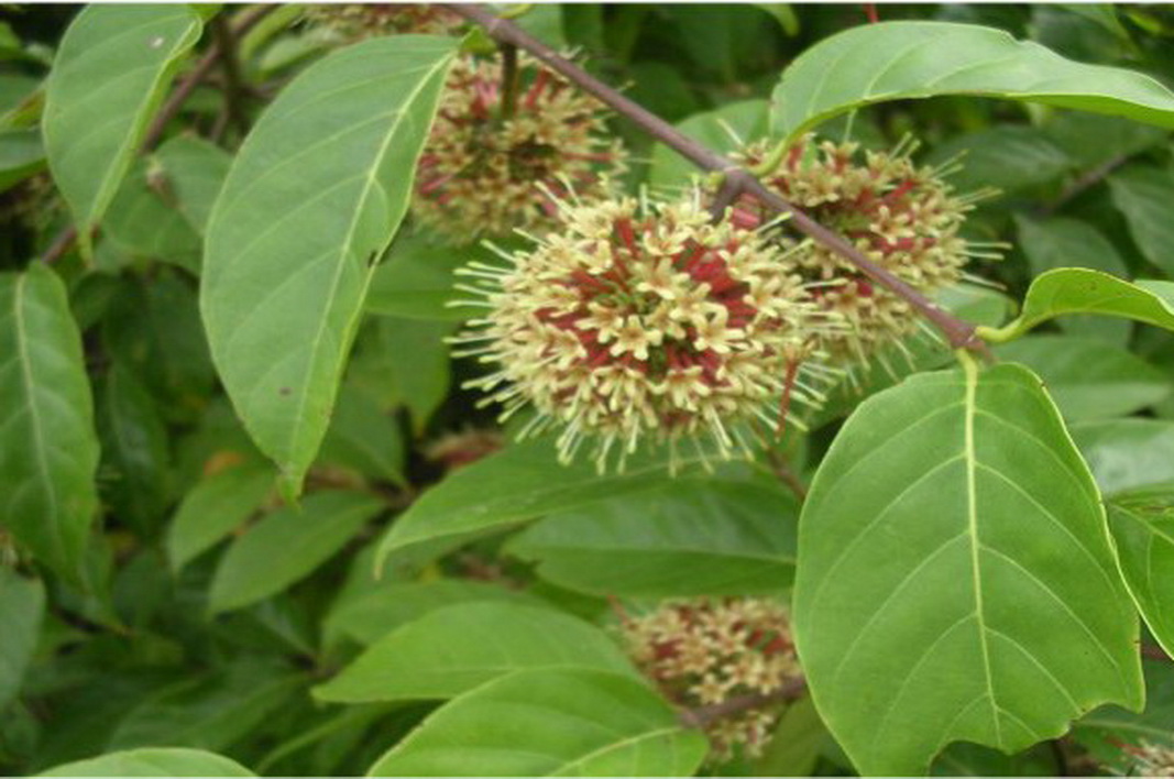 15 Benefits of Sap of Gambir (Uncaria gambir) for Health ~ paperbuttercup