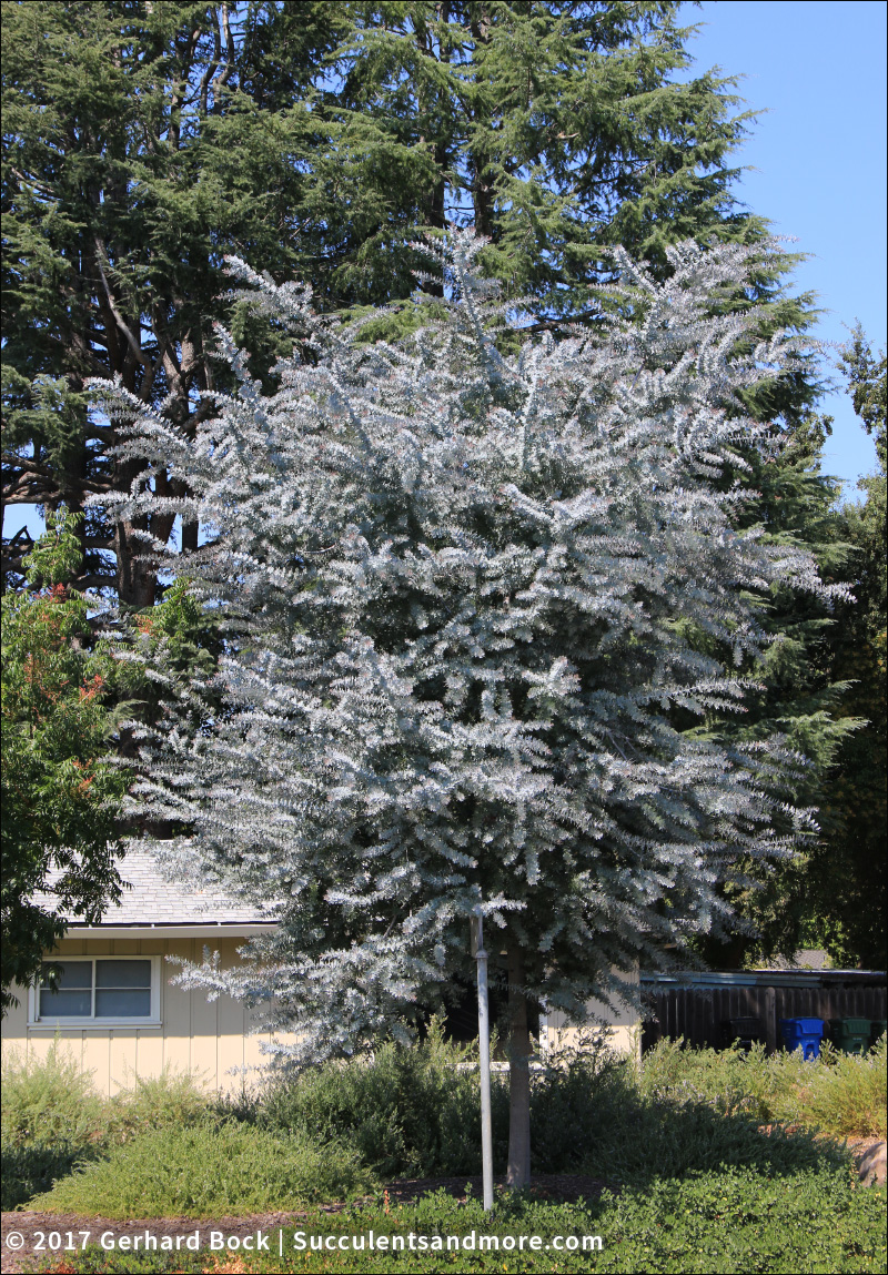 Another favorite tree: Acacia baileyana aka Cootamundra wattle