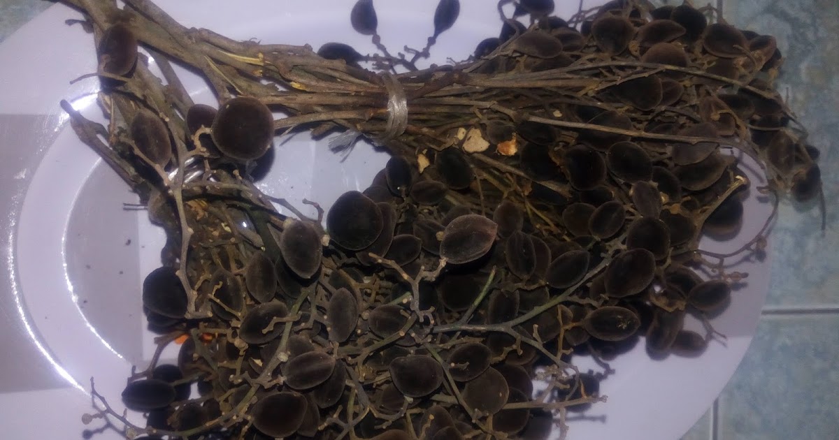 Welcome to your health blog: BLACK VELVET TAMARIND, ICHEKU, LICKIE ...