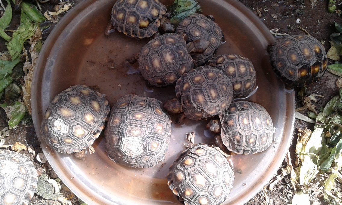 CRIADOR DE LA TORTUGA DE TIERRA,GOPEHRUS BERLANDIERI: 10/30/16