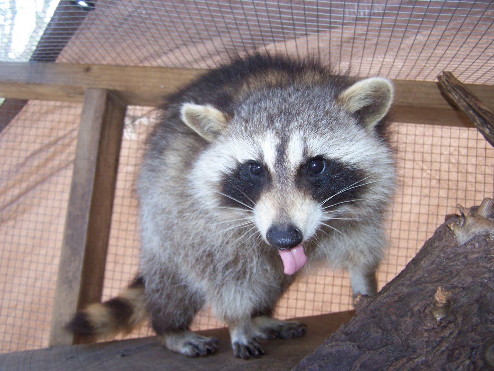 The Laughing Raccoon: Crazy weather & crazy coons!