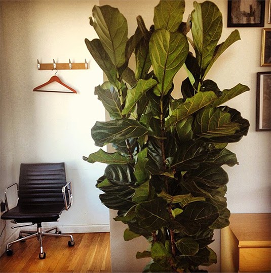 Somewhere I would like to live: Fidle-leaf fig / Plant of the week #01