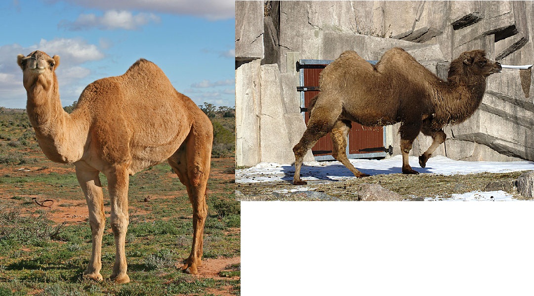 Interesting Facts about Camels