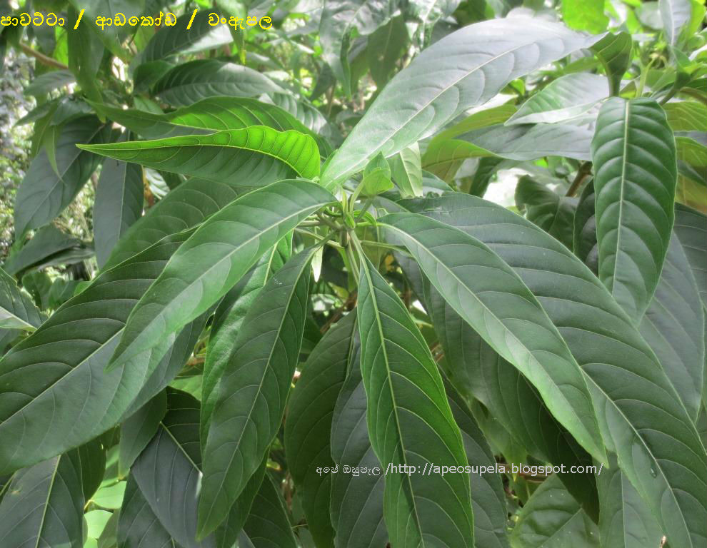 පාවට්ටා [Pawatta] (Justicia adhatoda) ~ අපේ ඔසුපැළ Medicinal Plants of ...
