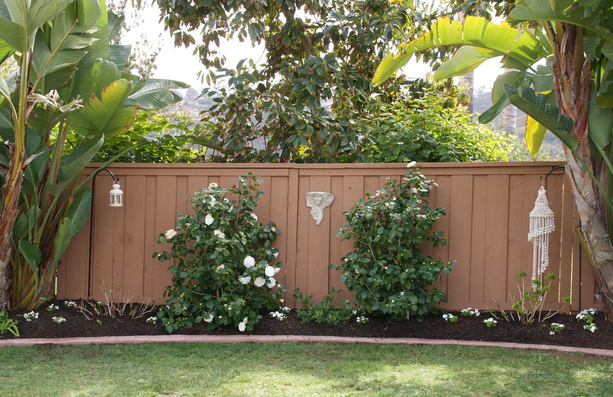 Organic Garden Dreams: My White Camellias are in Bloom!