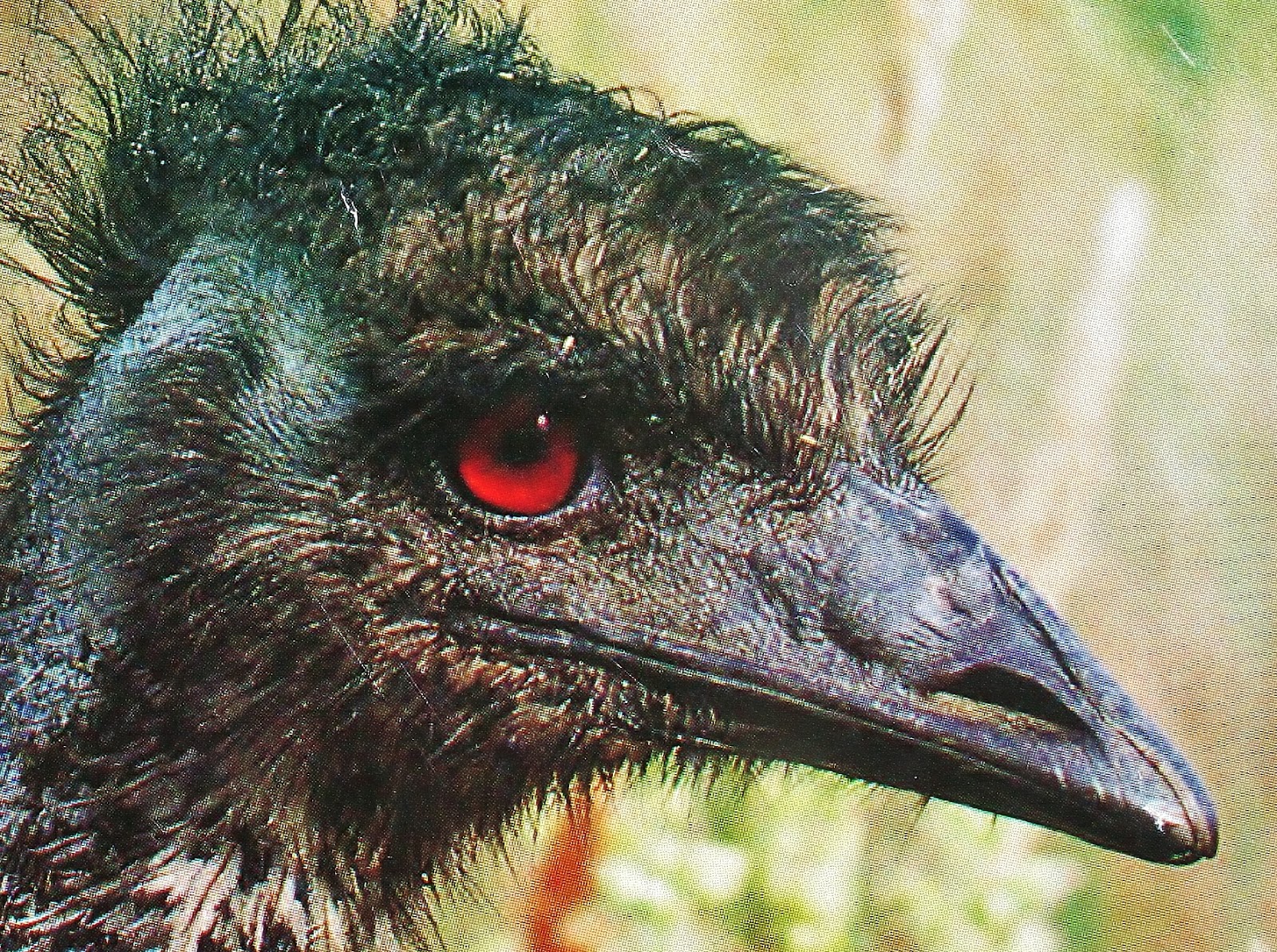 Naieva Bookist: Book Nine from my Desk Drawer: EMU MAN