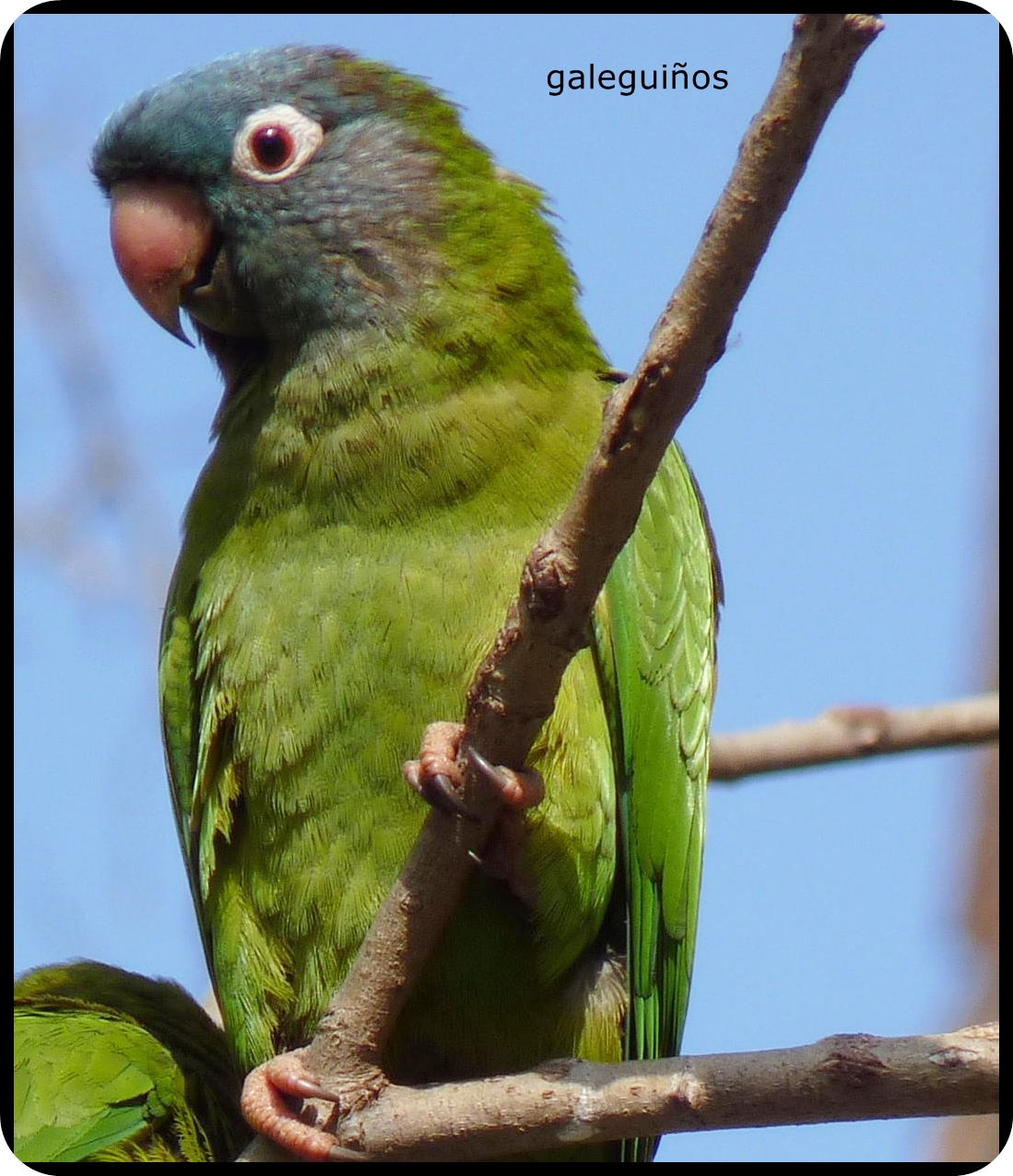 ELANIO AZUL: Perico de corona azul (Aratinga acuticaudata)