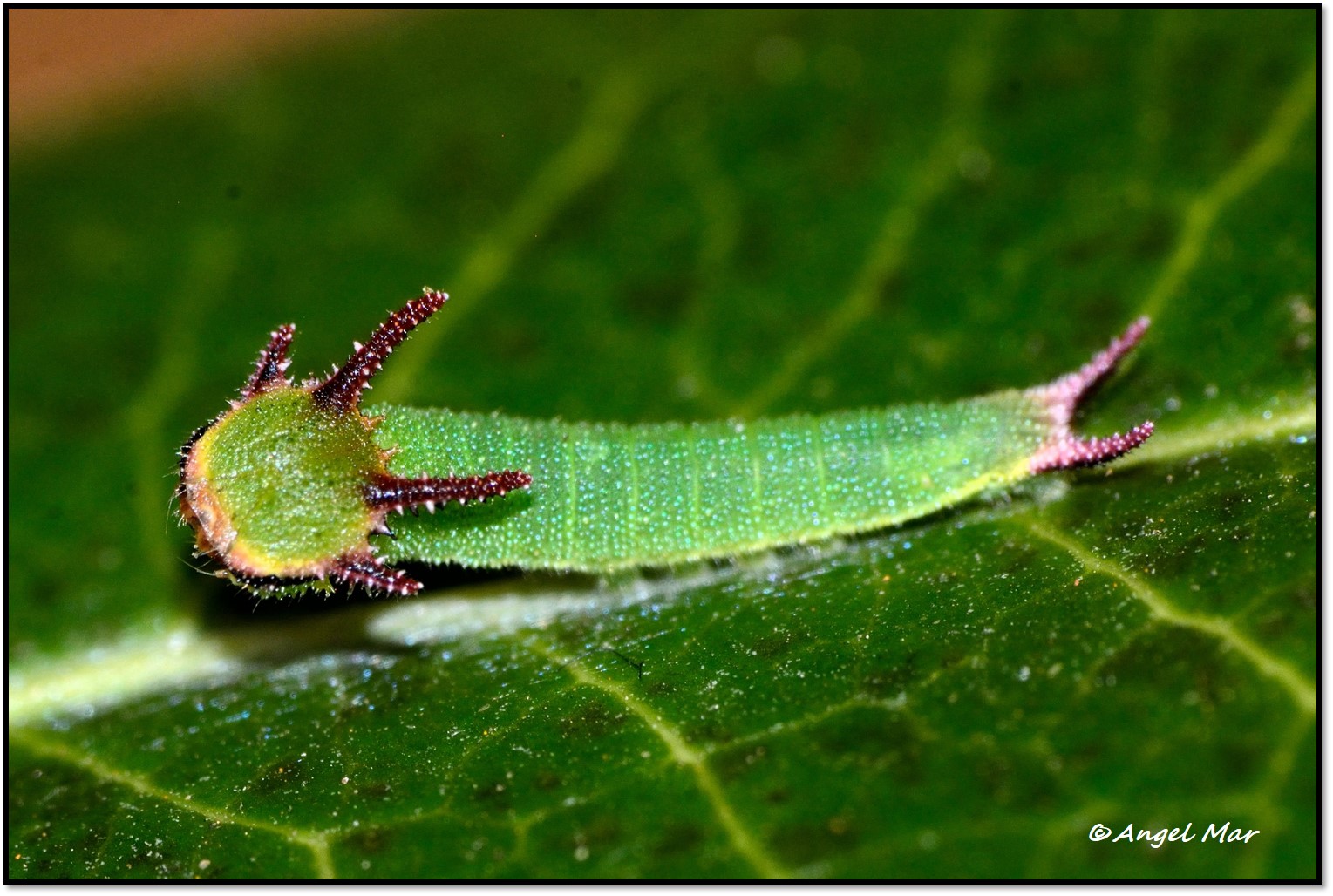 Butterflies and Dragonflies: Huevos y Orugas de Charaxes jasius ...