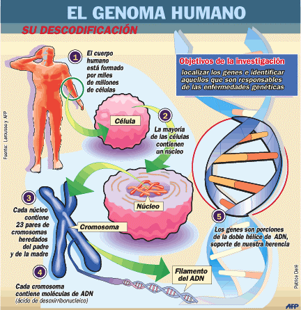 Ciber Apit Bio Medical: Proyecto "Genoma Humano"