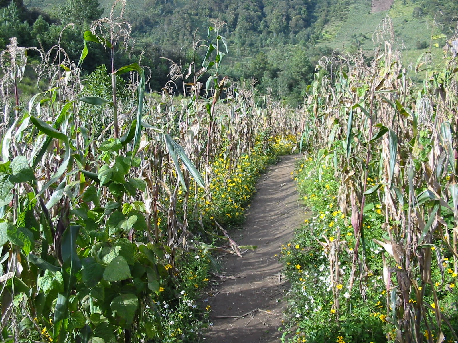 Río Grande, Oax.: HACER MILPA ES ANTICAPITALISTA