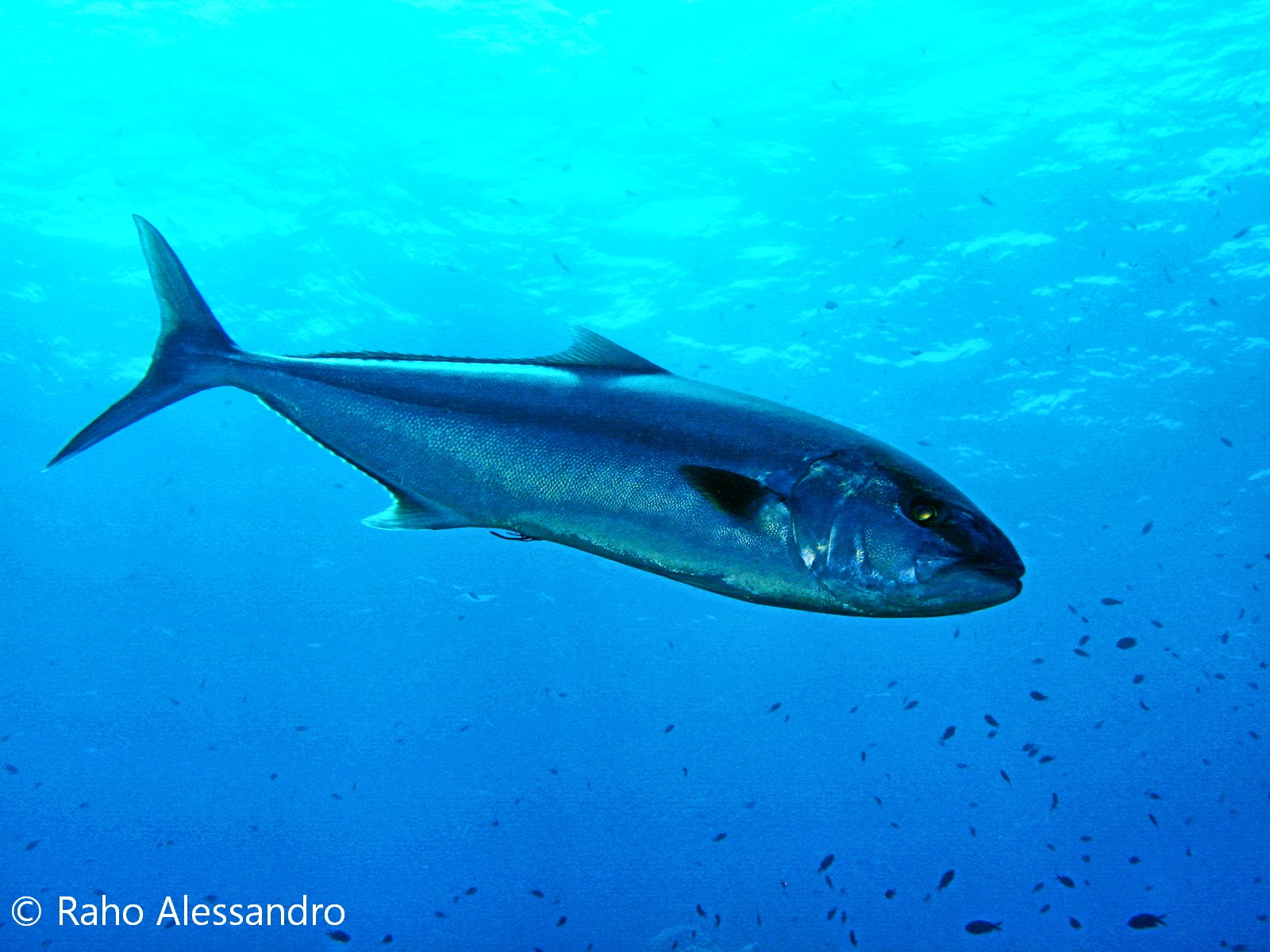 Necton e Plancton: Pesci: Ricciola