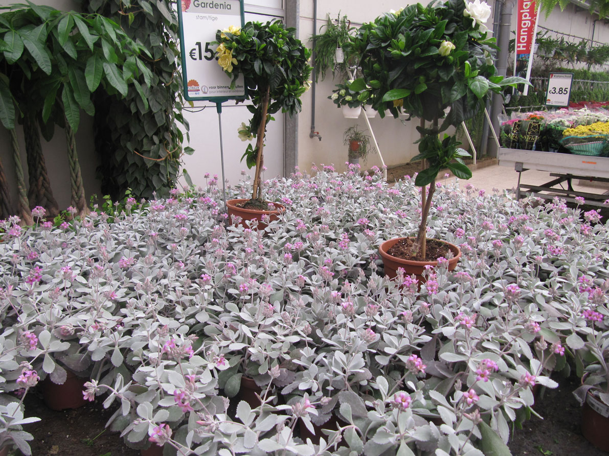 paradis express: Floralux, Dadizele, Belgium