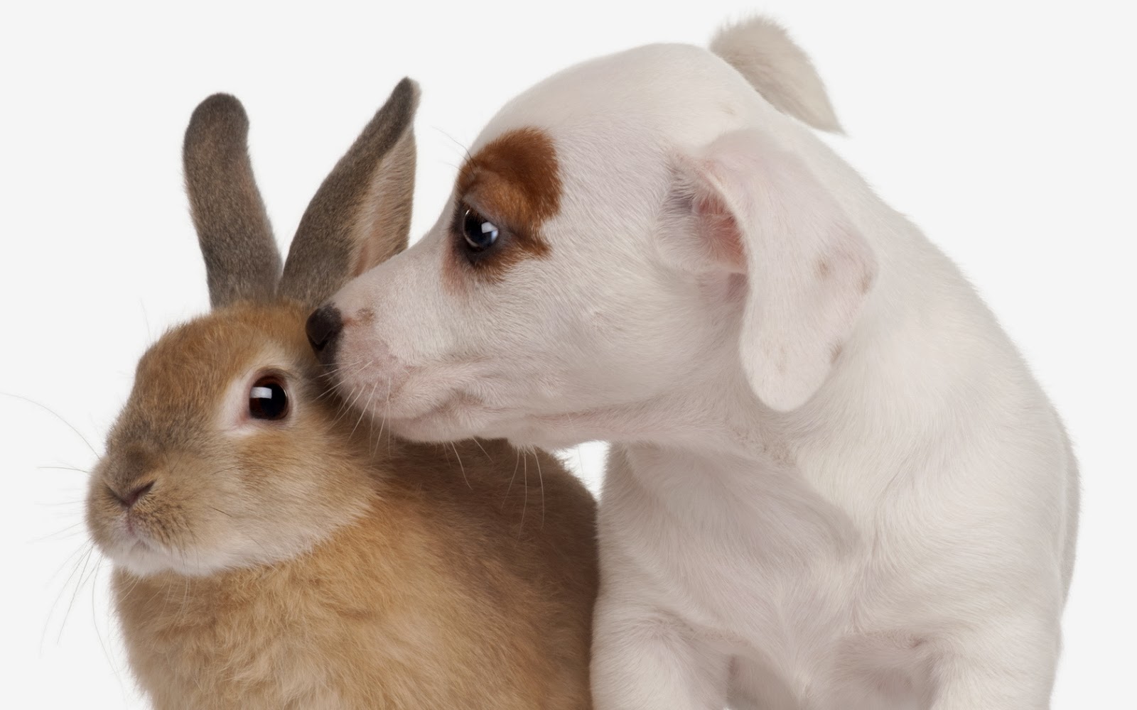 Animales domesticos - Fotos Bonitas de Amor | Imágenes Bonitas de Amor