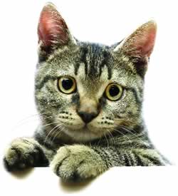 Domaća mačka ~ Mačke