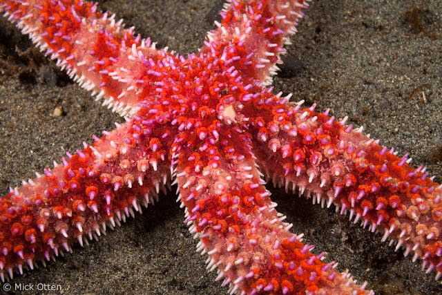 Mick's marine biology: Sea stars of Vancouver Island - part 3