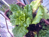 Mi pequeña Huerta Enjaulada: La lechuga, perfecta para cosechar en casa