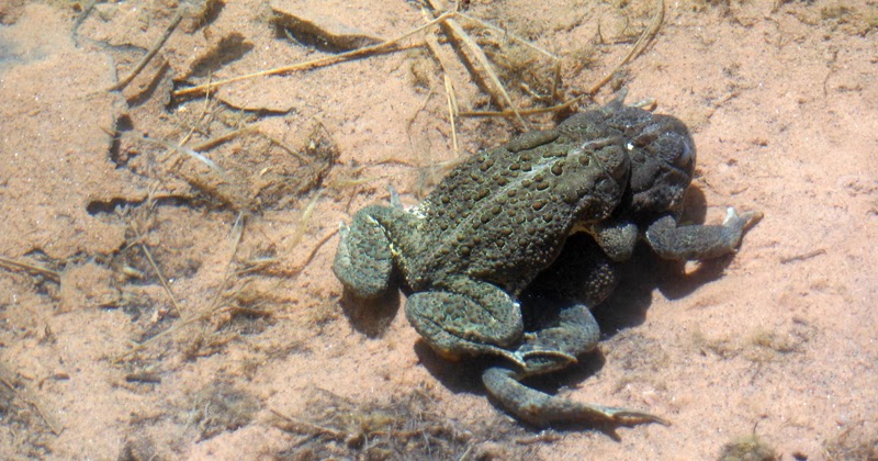 A Voice from the Wood: A Three Toad Day